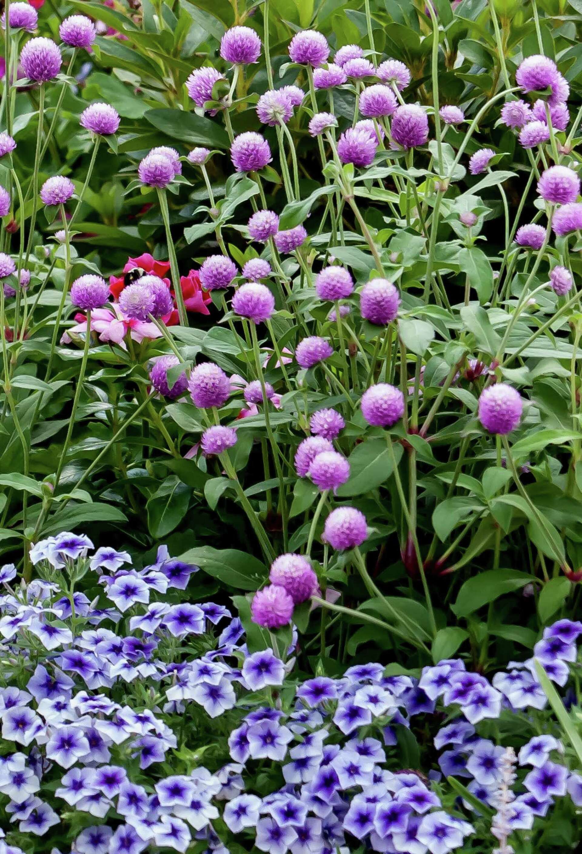 Gomphrena adds a bit of whimsy to the garden landscape