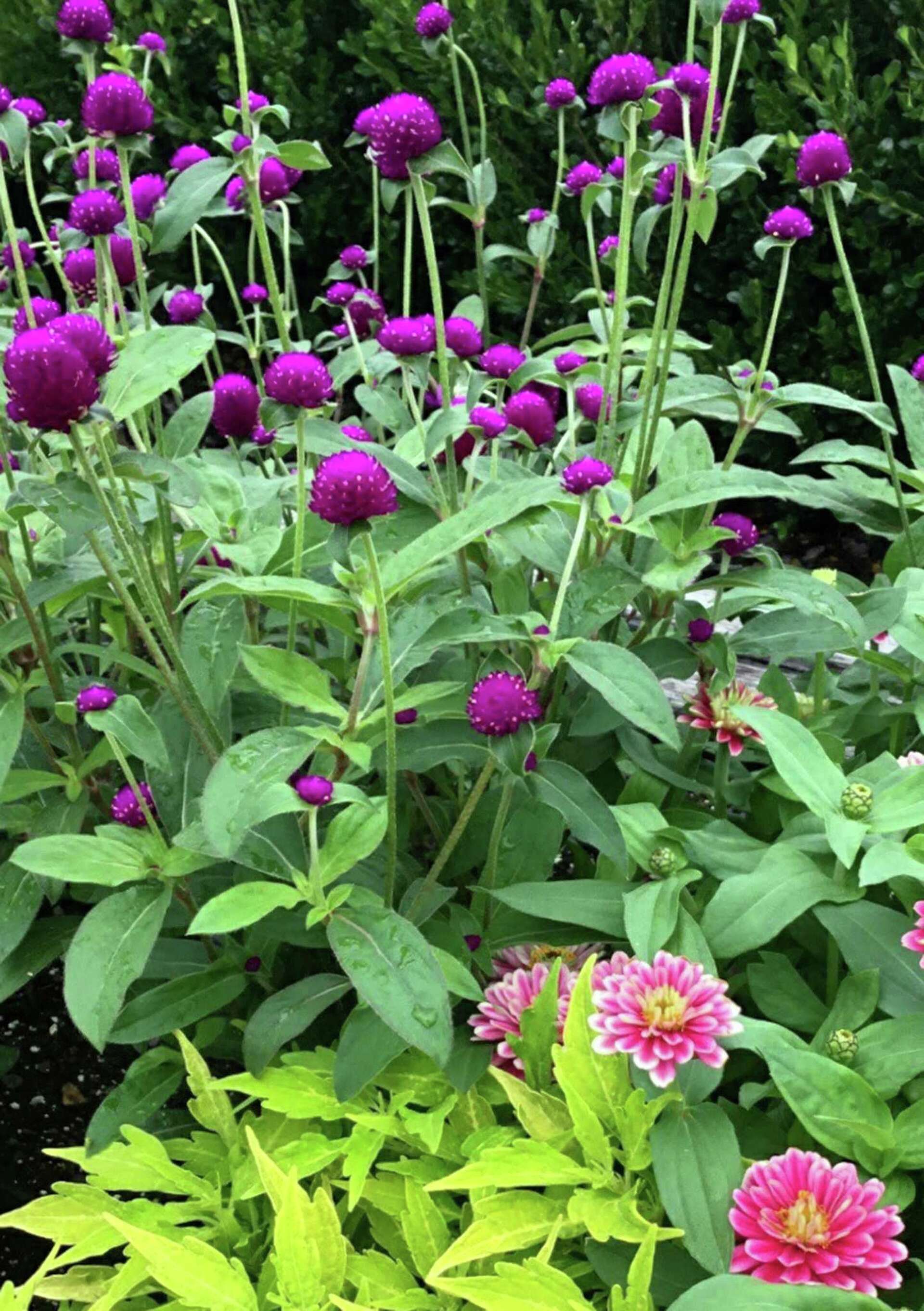 Gomphrena adds a bit of whimsy to the garden landscape