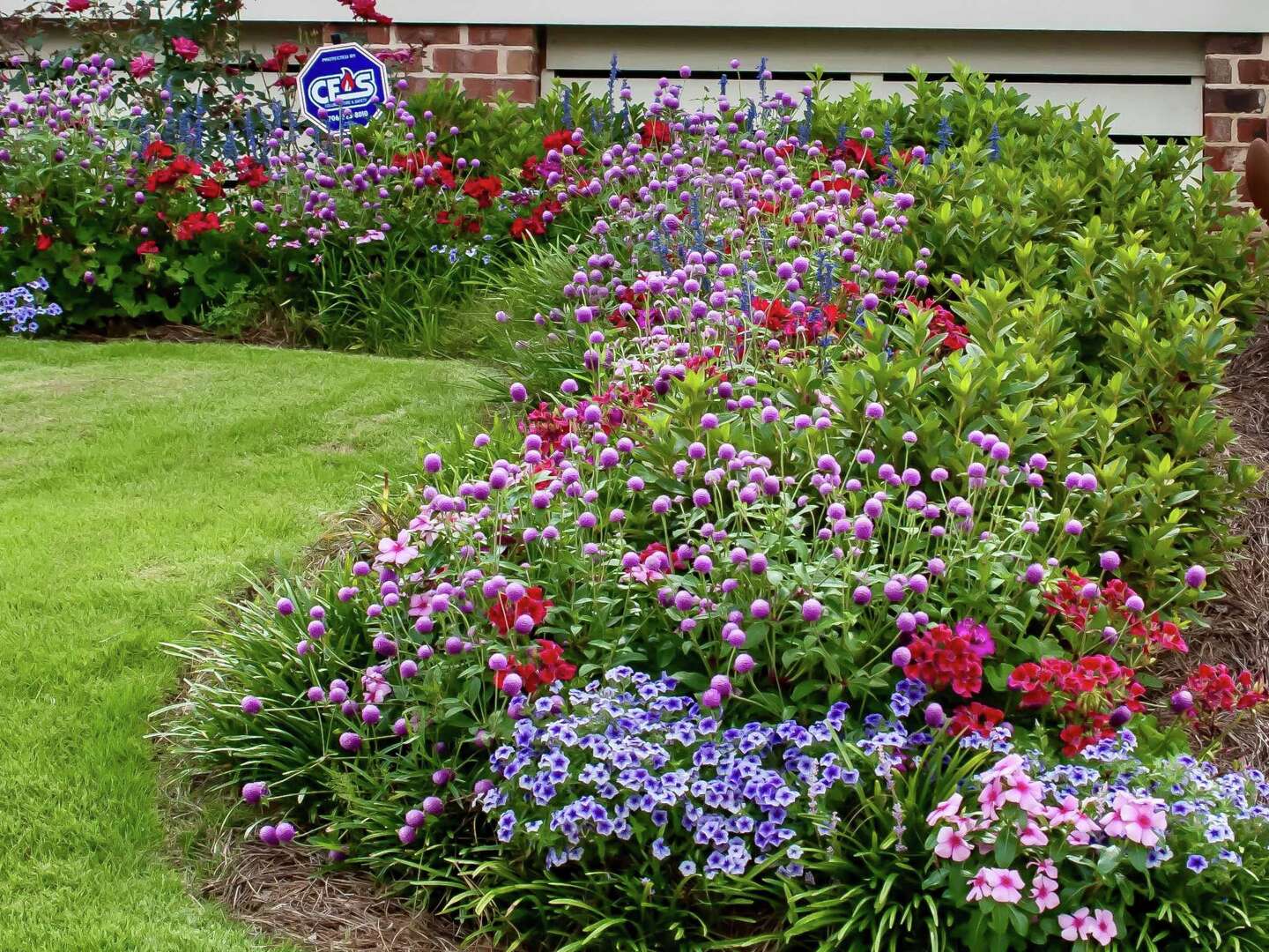 Gomphrena adds a bit of whimsy to the garden landscape