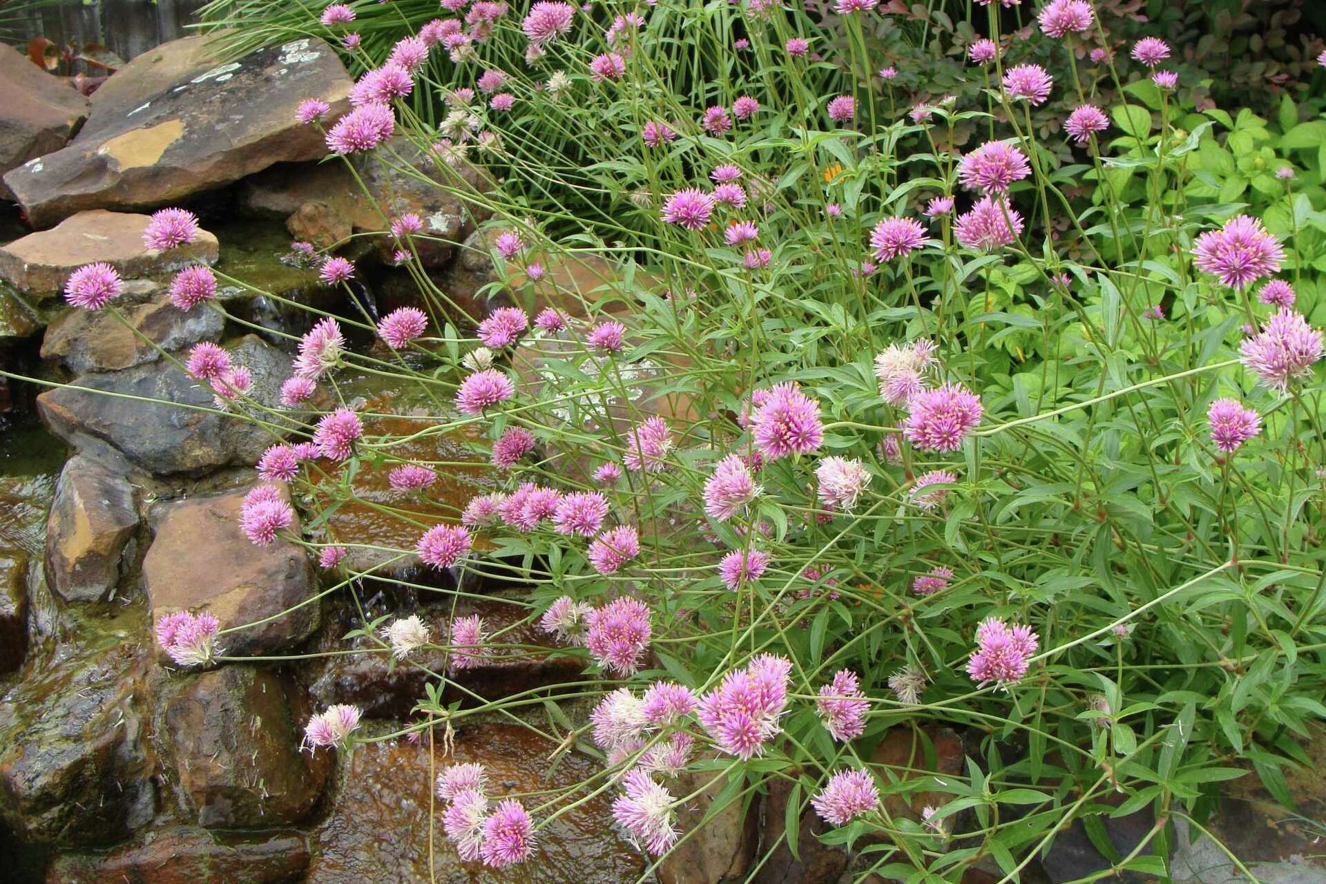 Gomphrena adds a bit of whimsy to the garden landscape