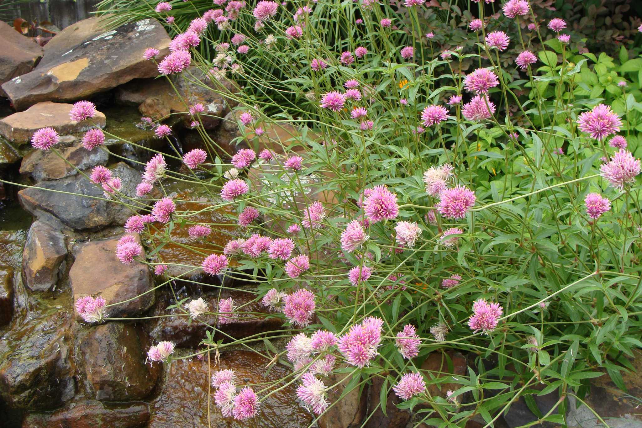 Gomphrena adds a bit of whimsy to the garden landscape