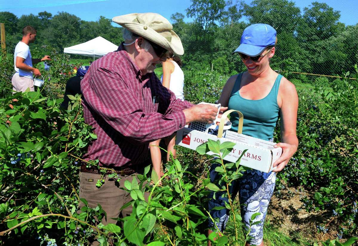 6 farms in Connecticut where you can pick your own berries