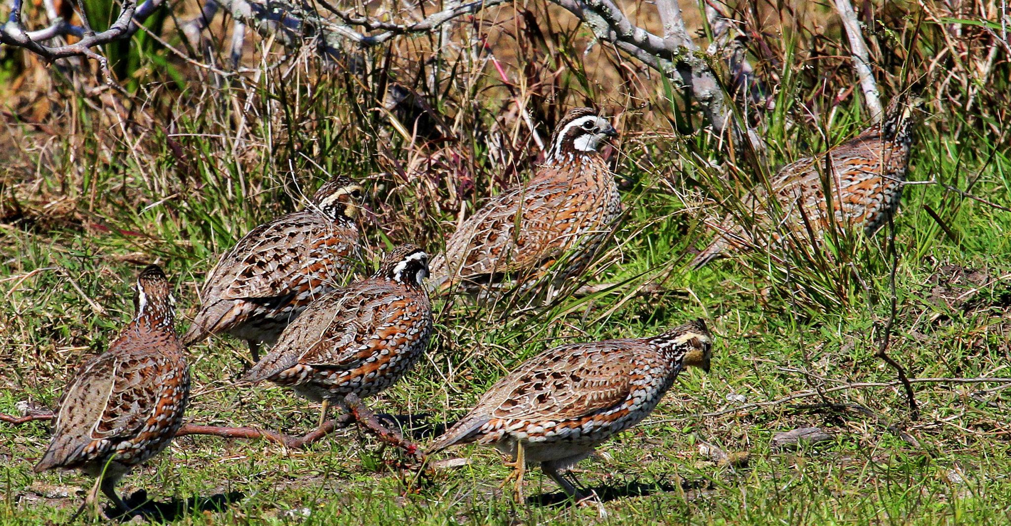 Texas quail riding rain-fueled roller coaster