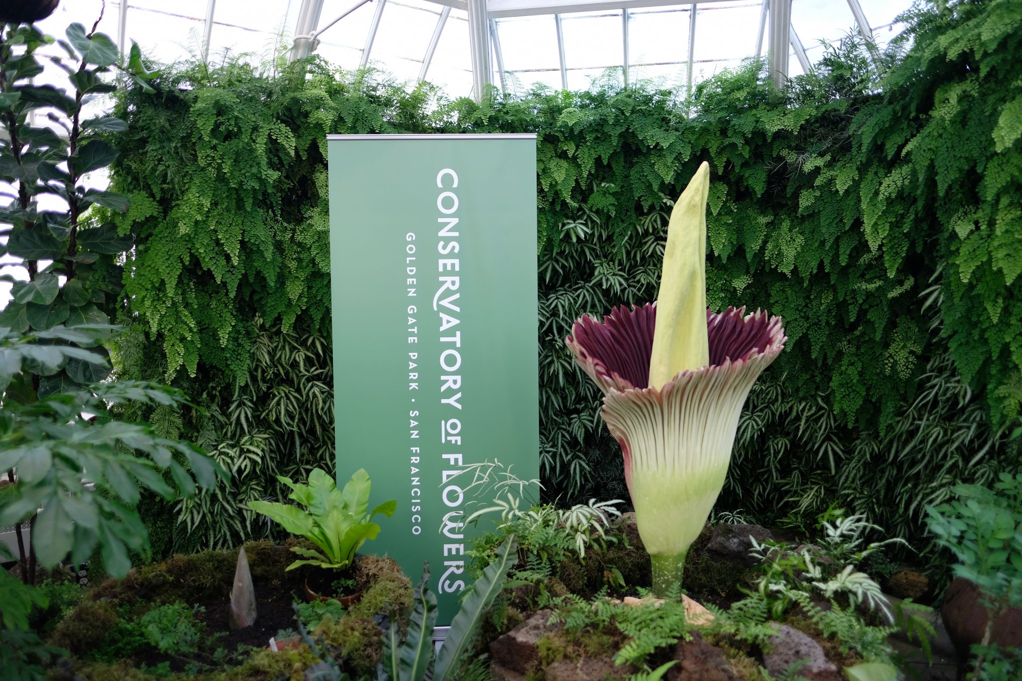 Smelly corpse flower in bloom at the Conservatory of Flowers in San ...