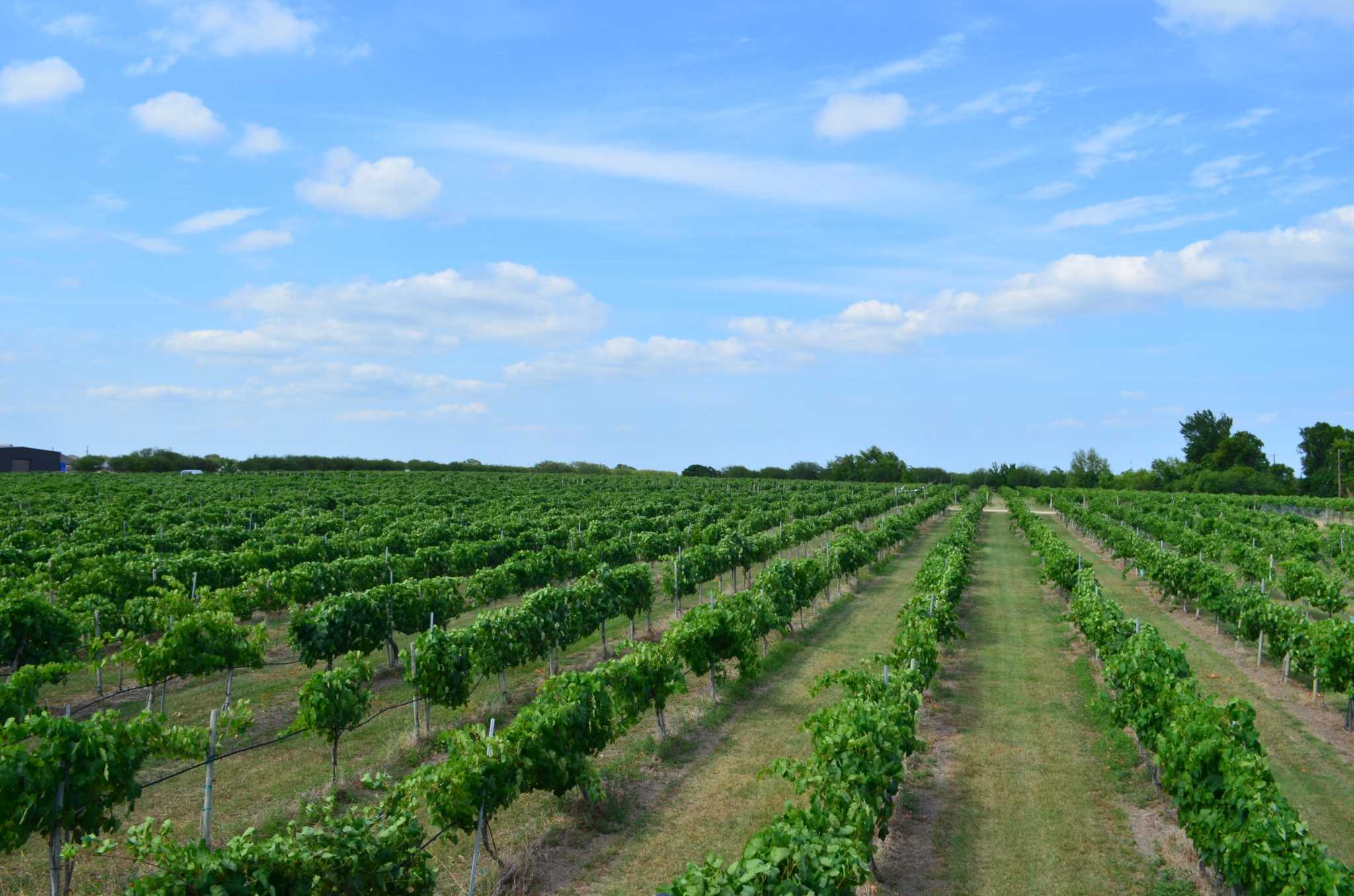 Messina Hof to open largest winery in the Houston area