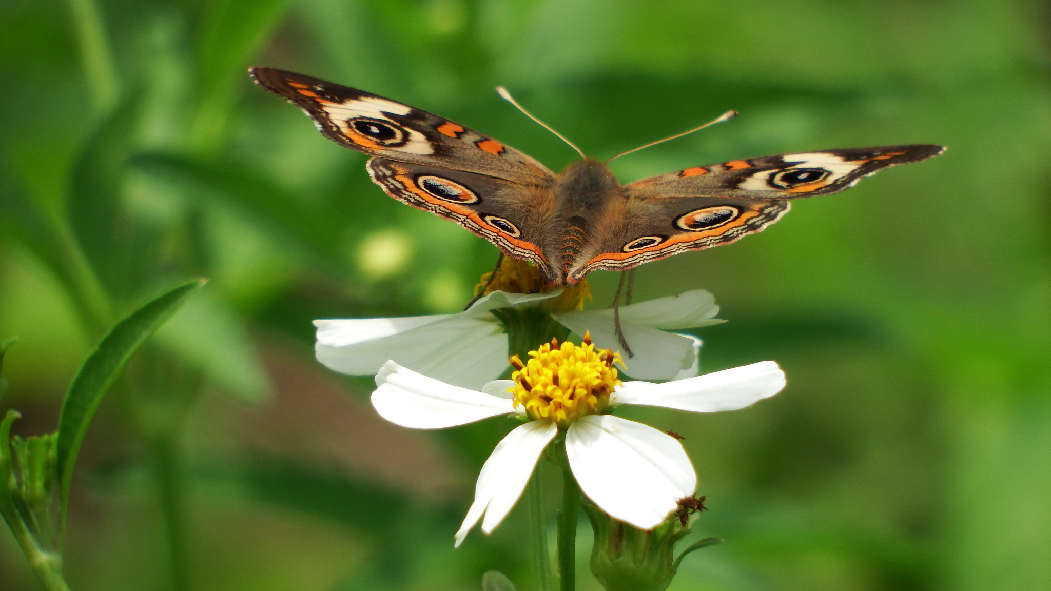 The four lives of butterflies