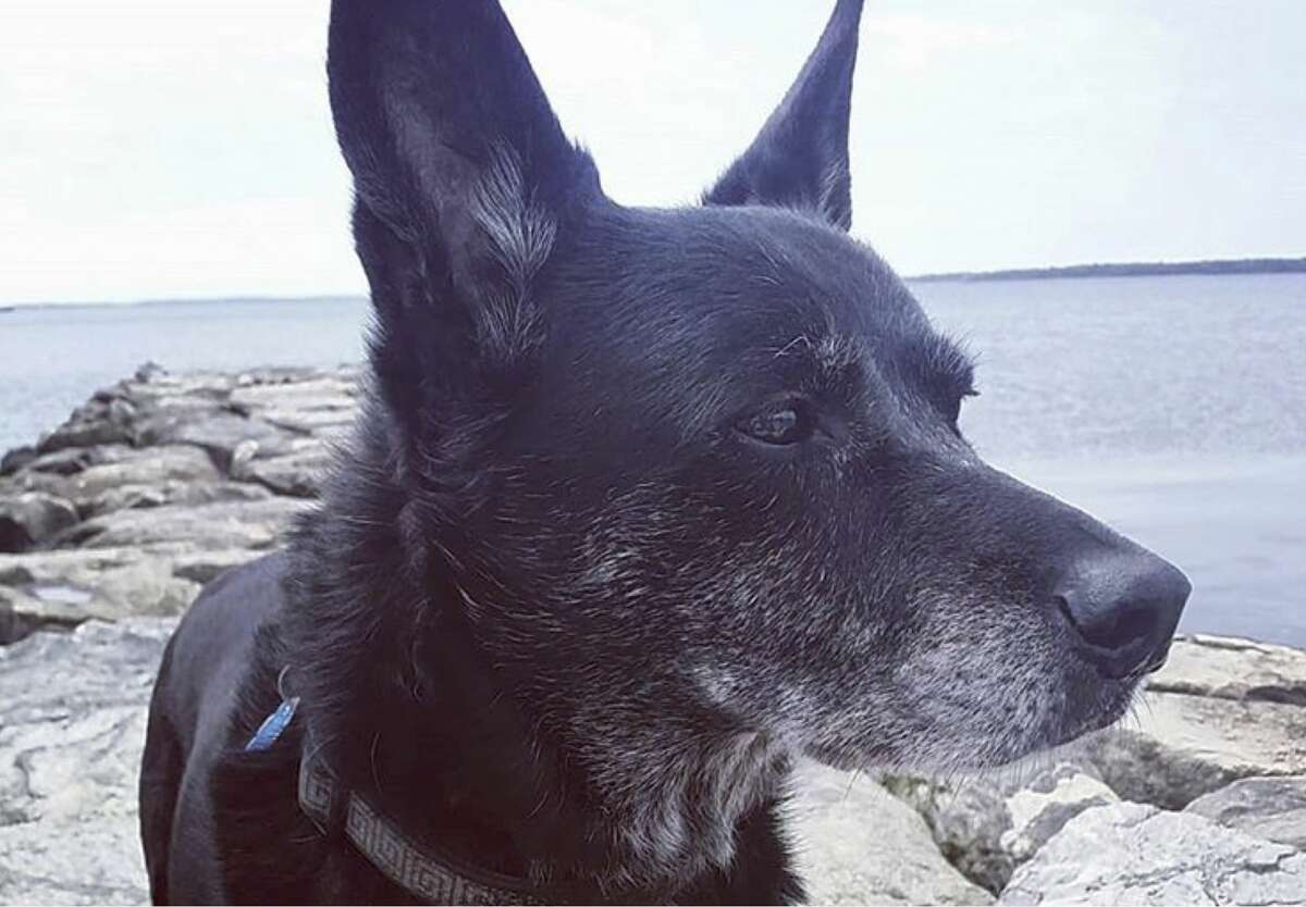 PETS REMEMBERED: Buster the dog