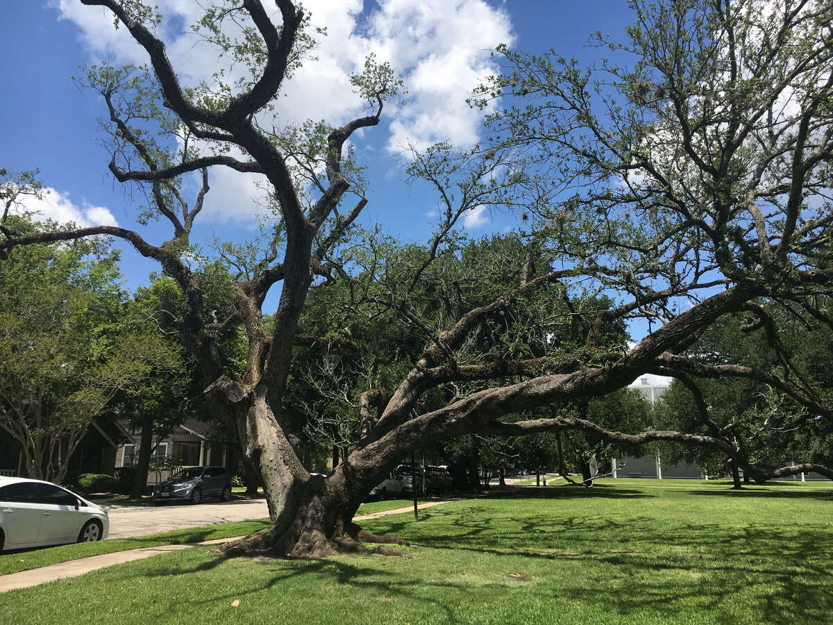 Why was the Menil tree cut down?