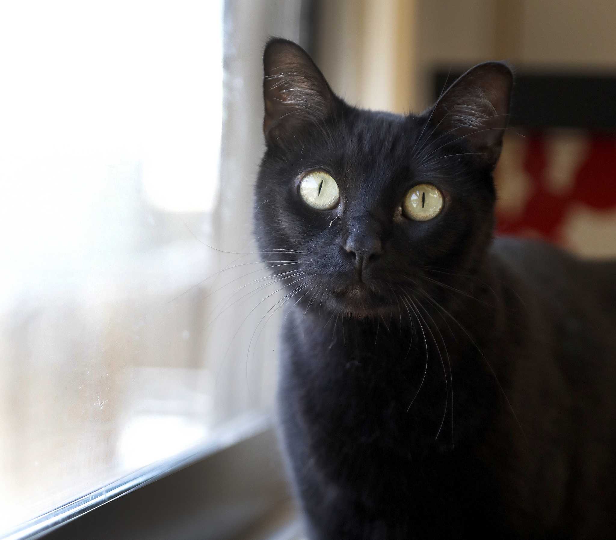 Pet of the Week: Here are the BARC animals that need homes now