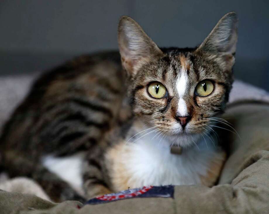 Pet of the Week: Here are the BARC animals that need homes now ...