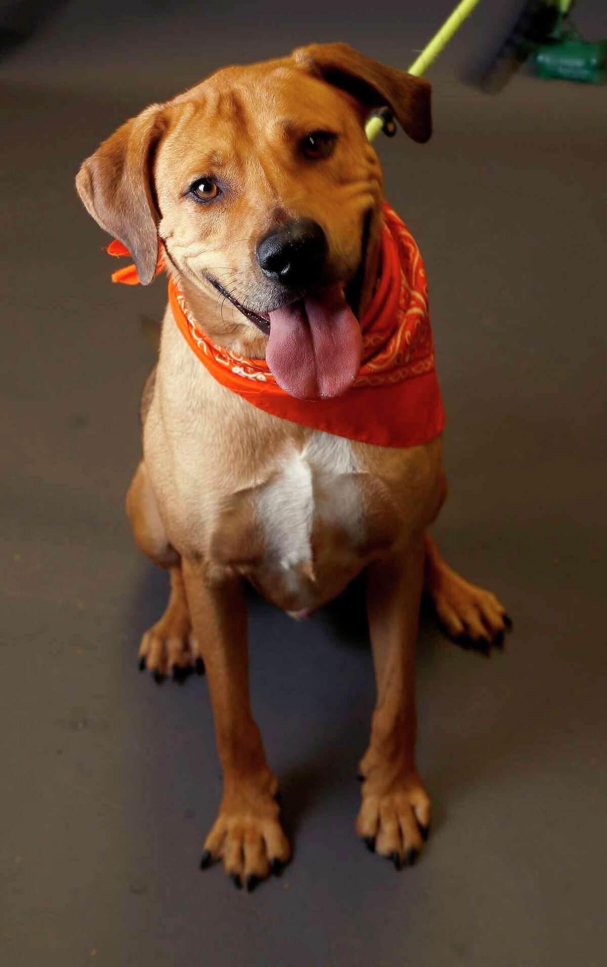 Pet of the Week: Here are the BARC animals that need homes now