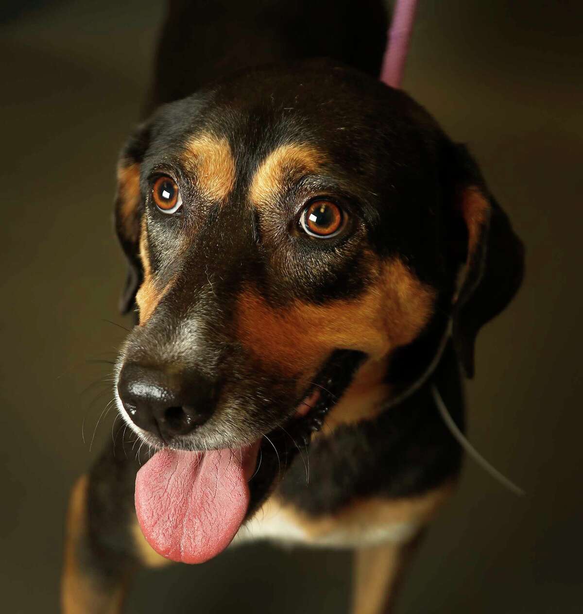 Pet of the Week: Here are the BARC animals that need homes now