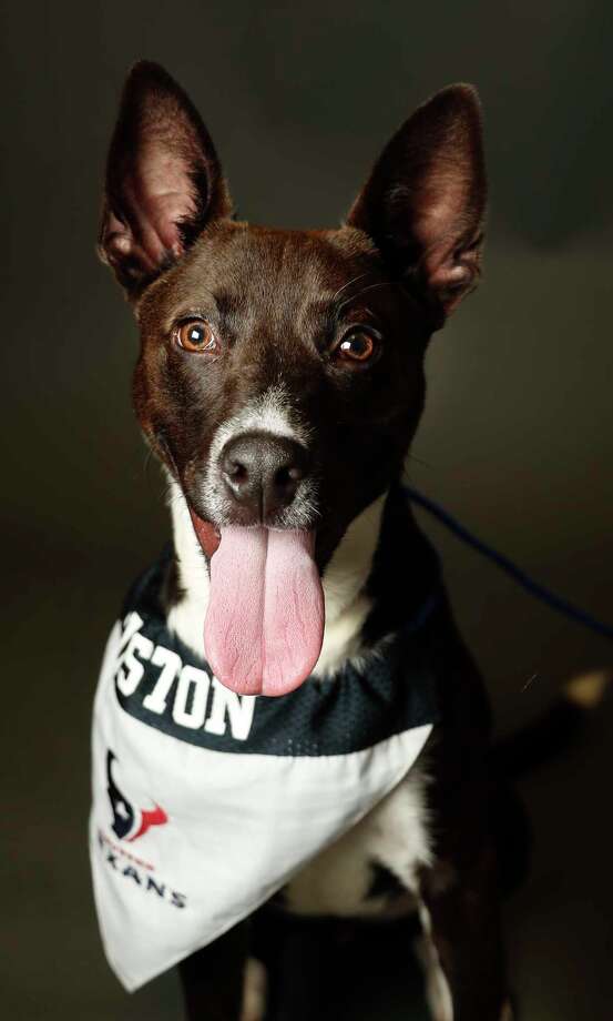 Pet of the Week: Here are the BARC animals that need homes now ...