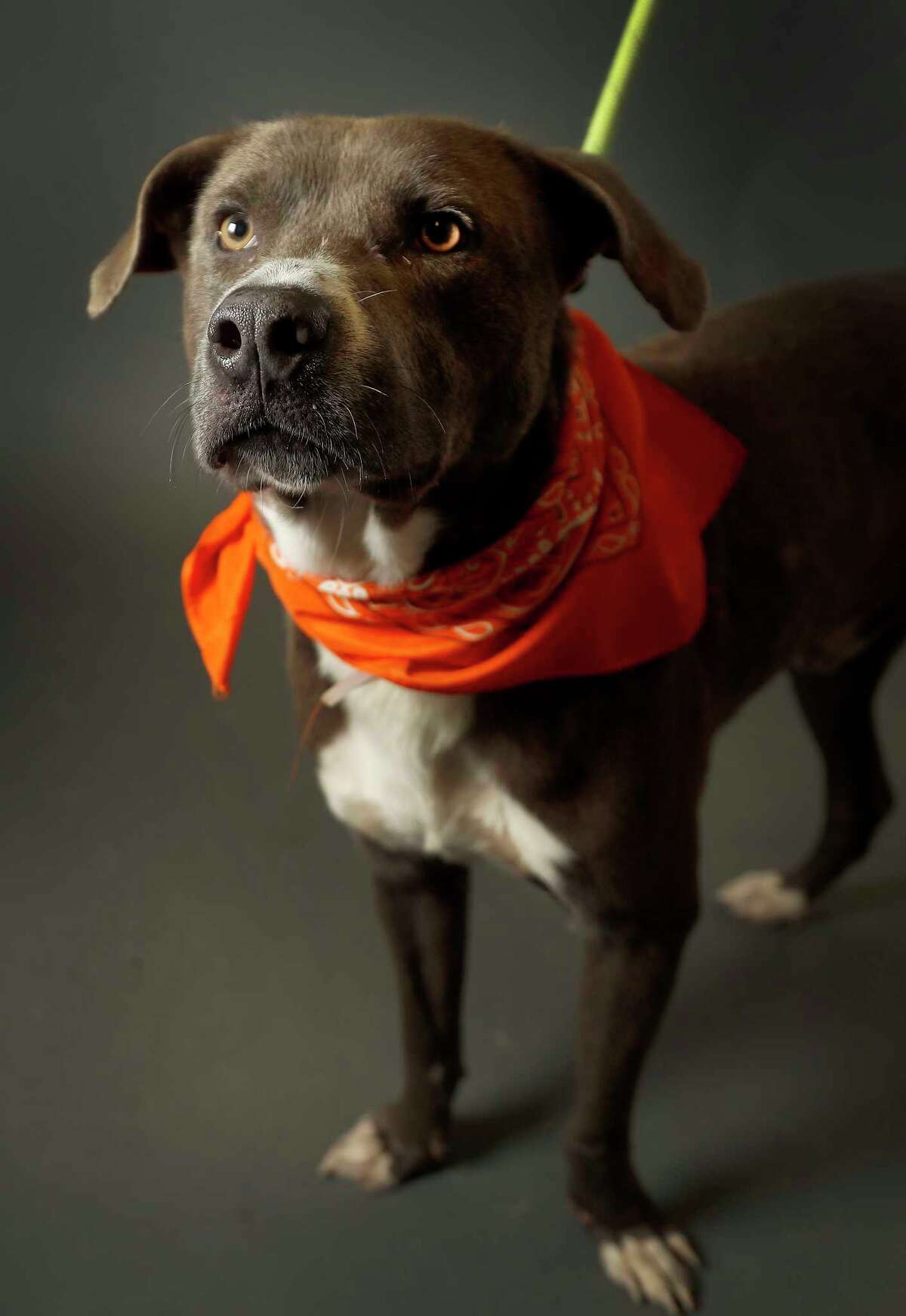 Pet of the Week: Here are the BARC animals that need homes now