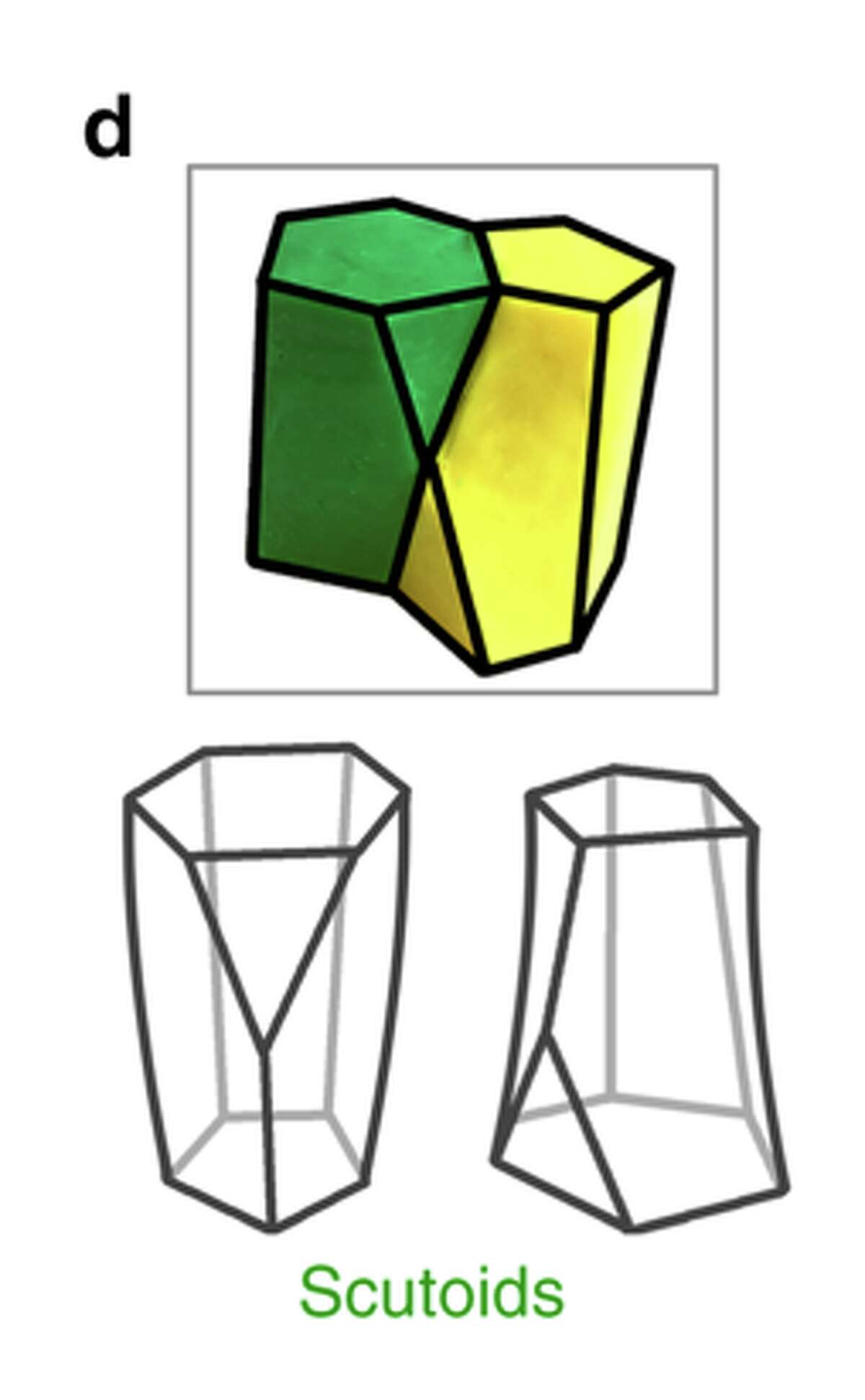 Scientists discover new shape — the 'scutoid'