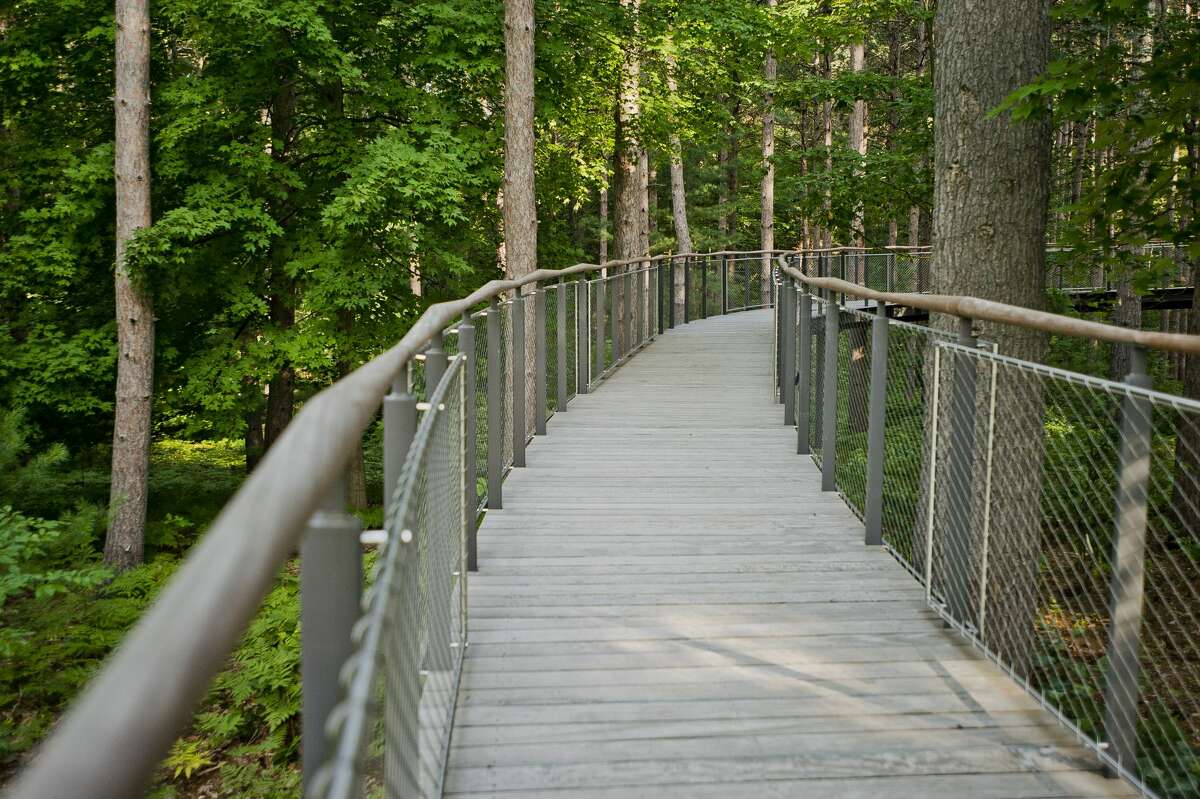 Canopy walk will open first weekend in October