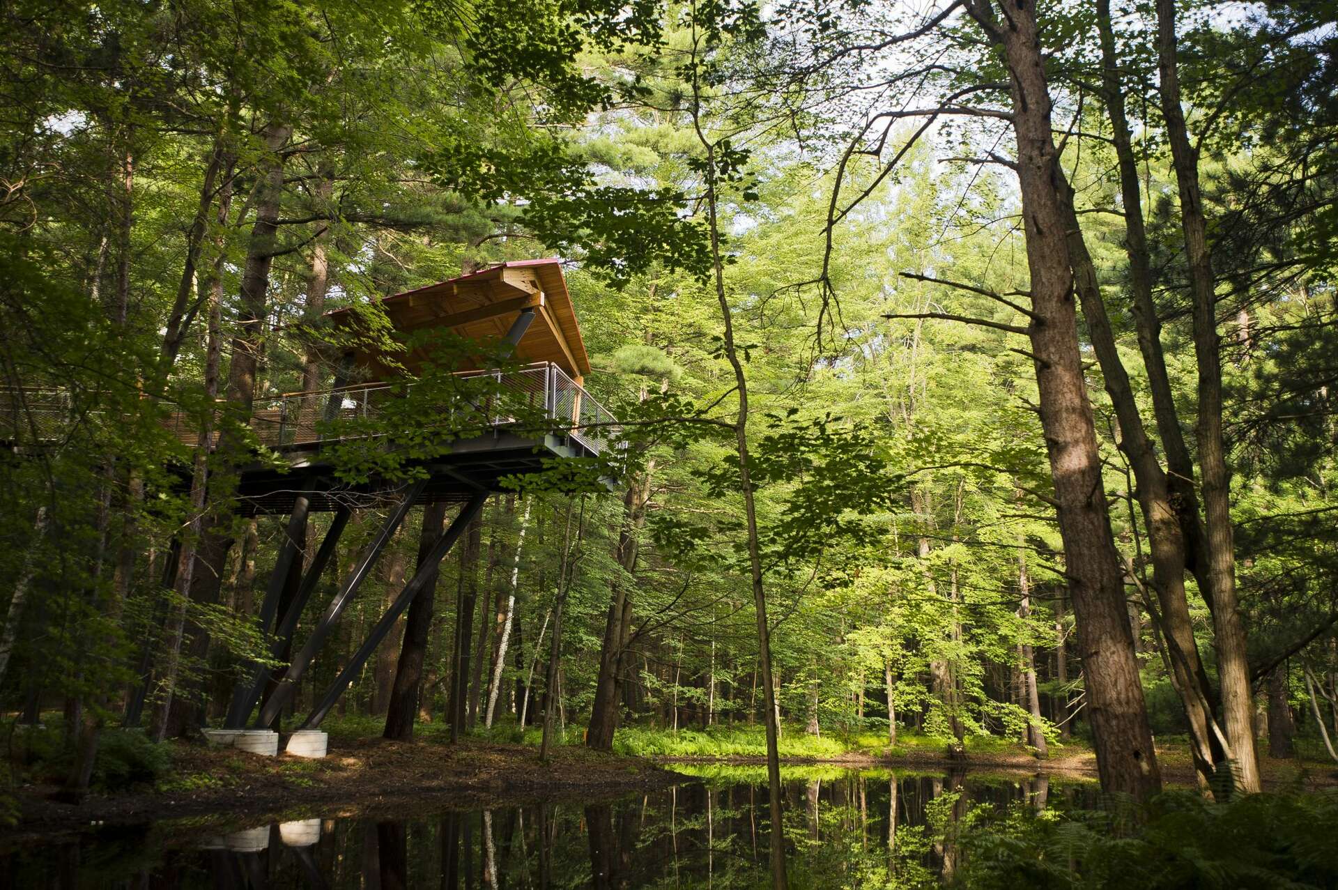 Canopy walk will open first weekend in October