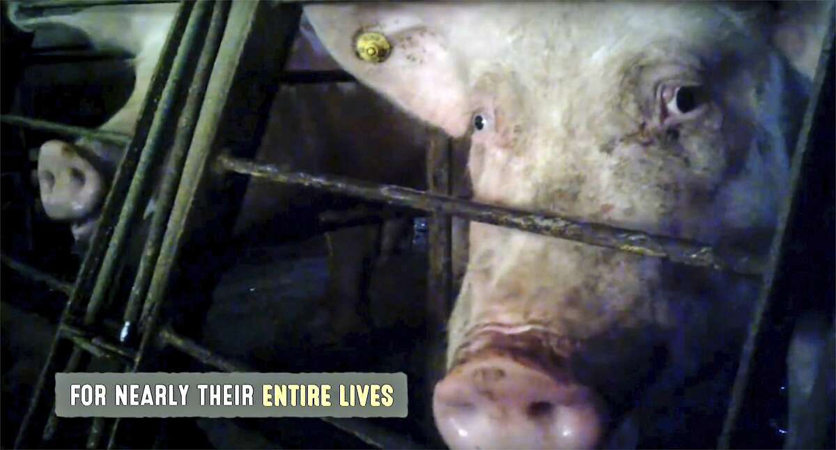 Undercover video shows pig abuse but also common practices