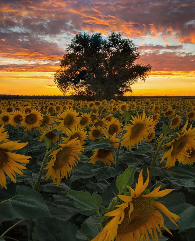 A Bay Area Summer: Our favorite Instagram photos from July