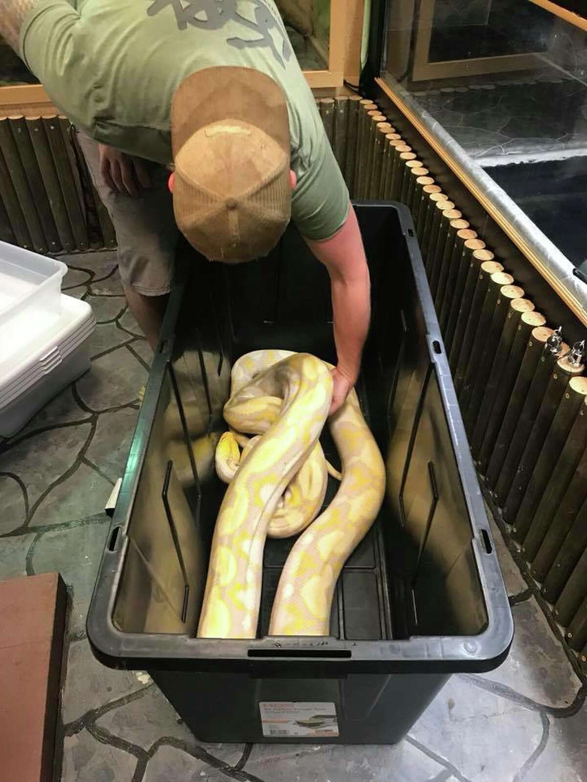 'Pure panic': What it's like to flee a wildfire with hundreds of reptiles in tow