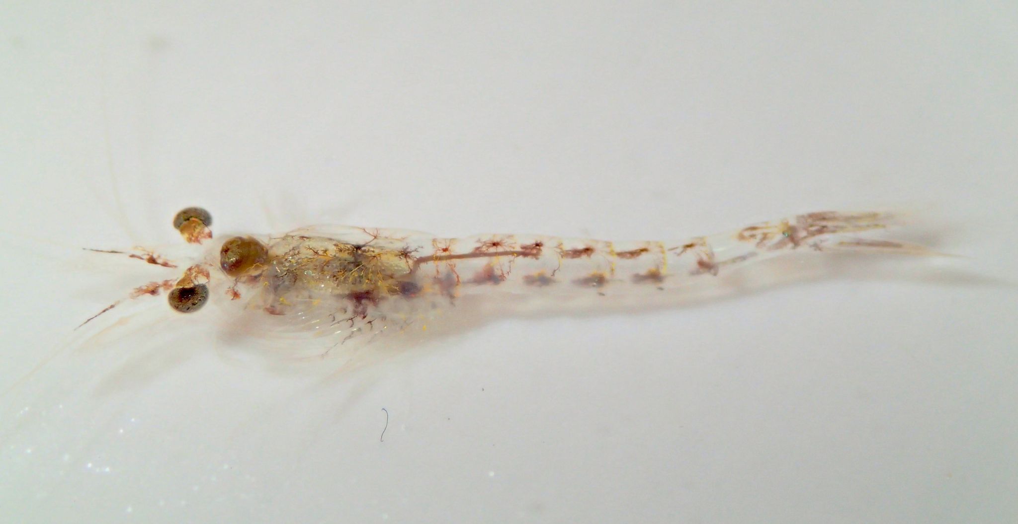 Do shrimp hold the key to a clearer Lake Tahoe? Researchers plan to ...