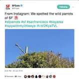 Video, photos capture Telegraph Hill's famous parrots settling into ...