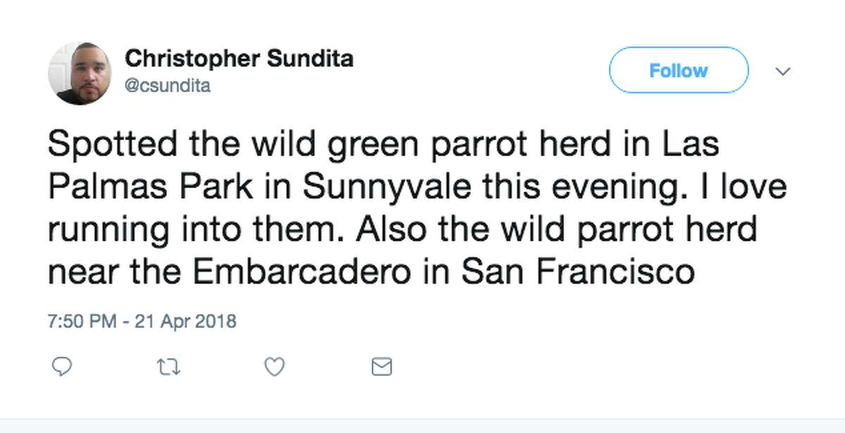 Video, photos capture Telegraph Hill's famous parrots settling into ...