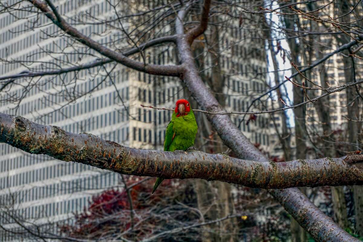 Video, photos capture Telegraph Hill's famous parrots settling into ...