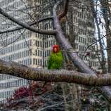 Video, photos capture Telegraph Hill's famous parrots settling into ...