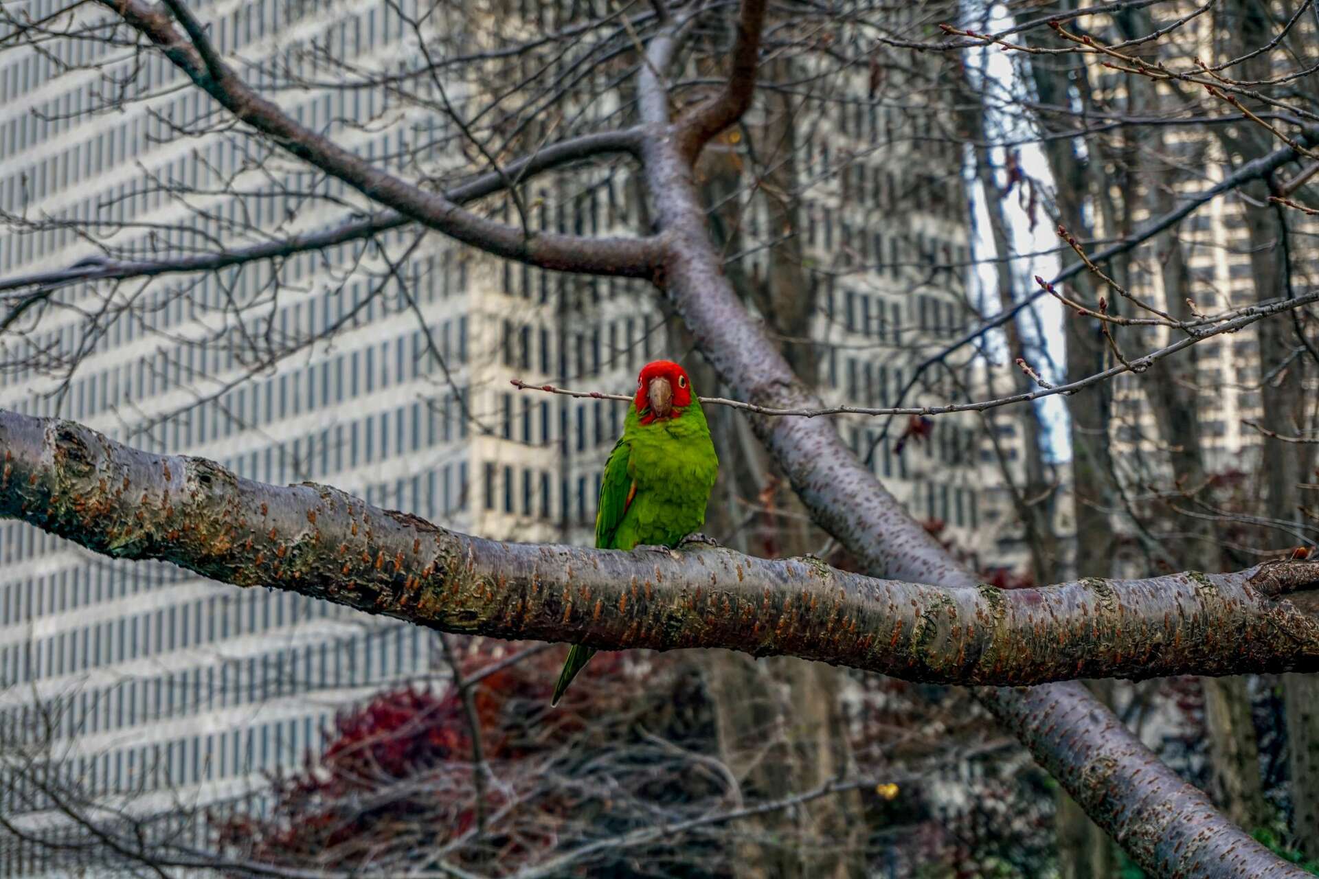 Video, photos capture Telegraph Hill's famous parrots settling into ...