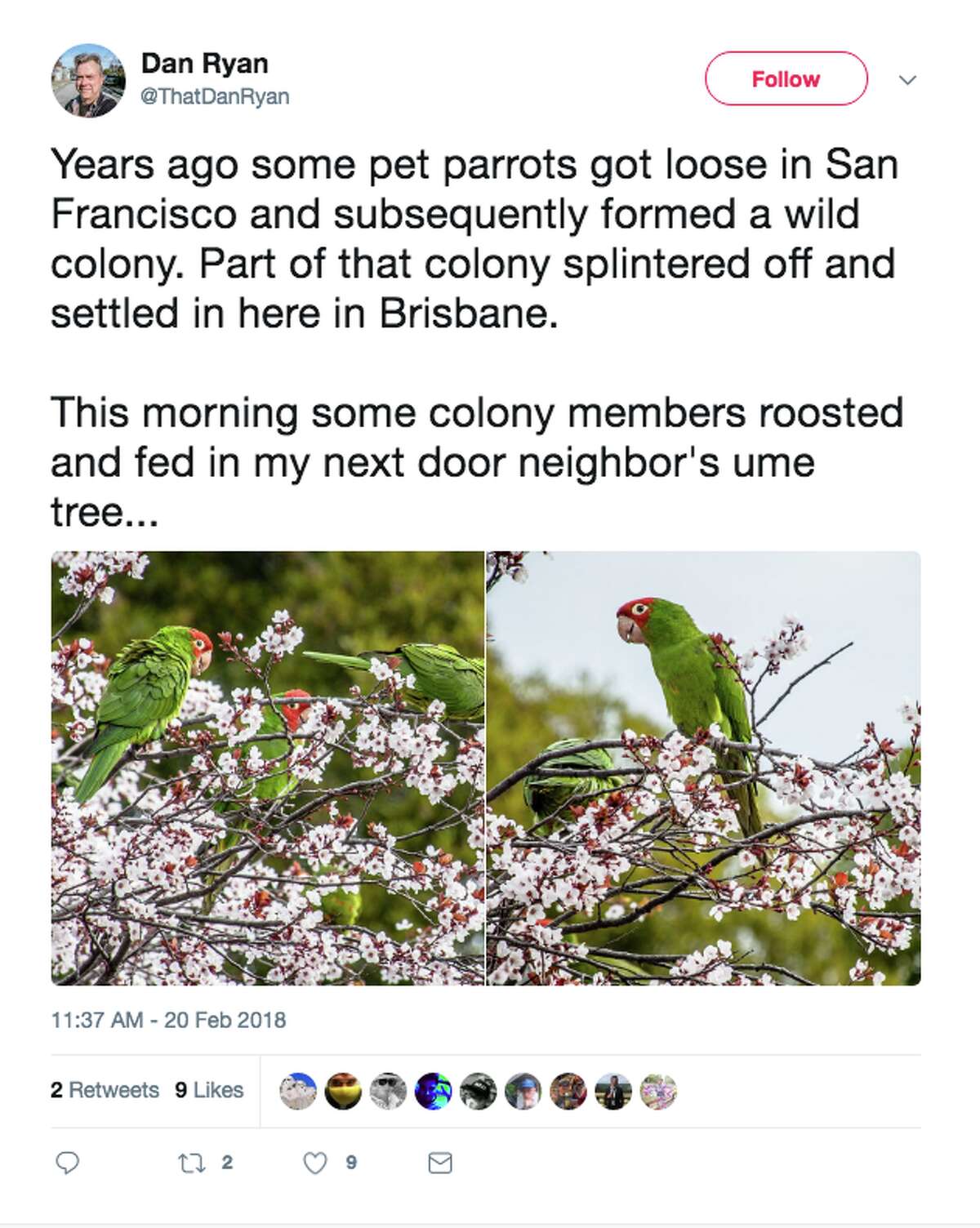 Video, photos capture Telegraph Hill's famous parrots settling into ...