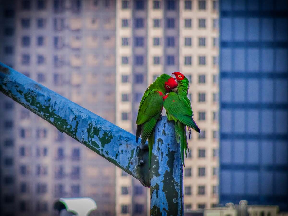 Video, photos capture Telegraph Hill's famous parrots settling into ...