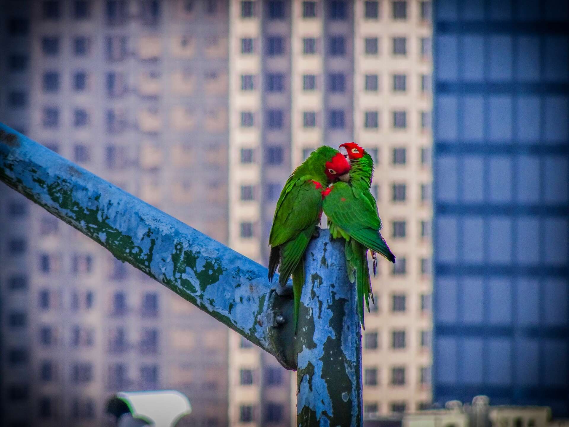 Video, photos capture Telegraph Hill's famous parrots settling into ...