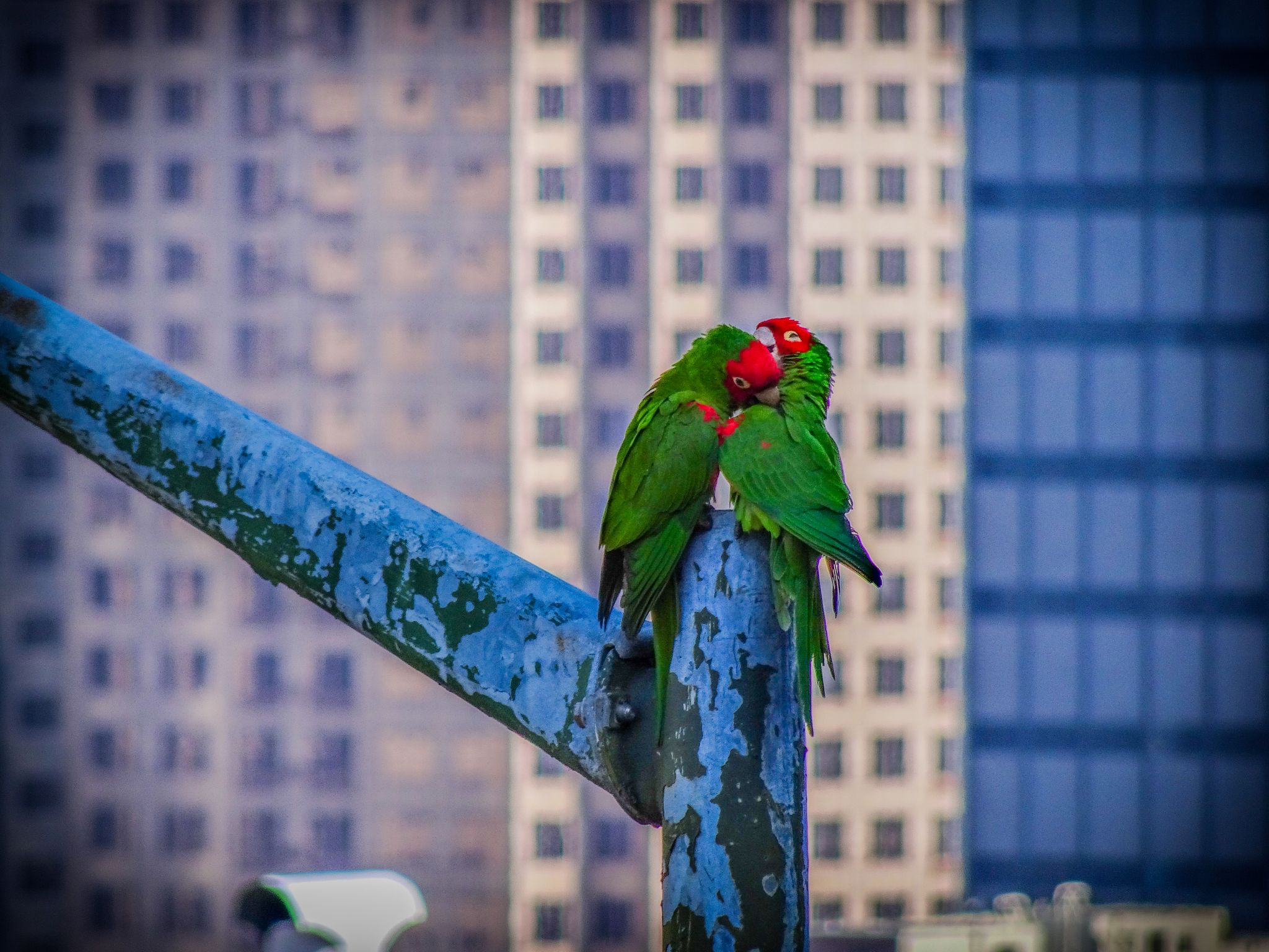 Video, photos capture Telegraph Hill's famous parrots settling into ...