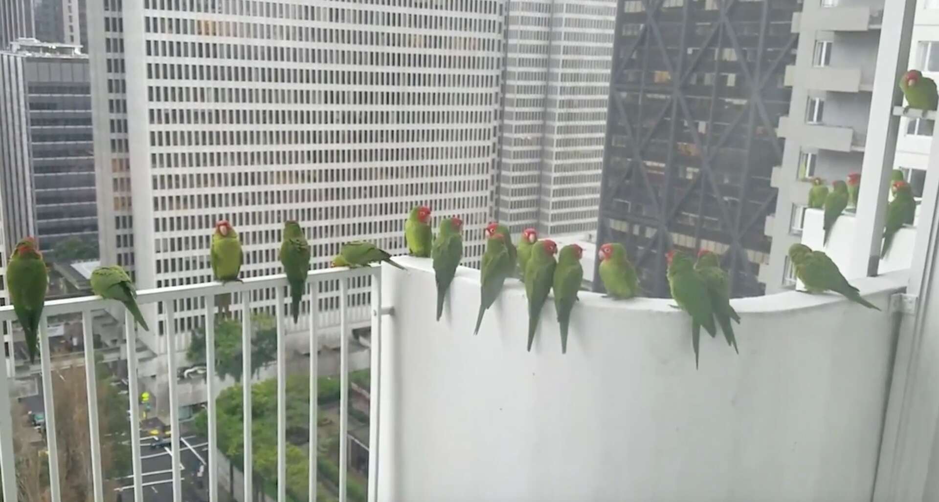 Video, photos capture Telegraph Hill's famous parrots settling into ...