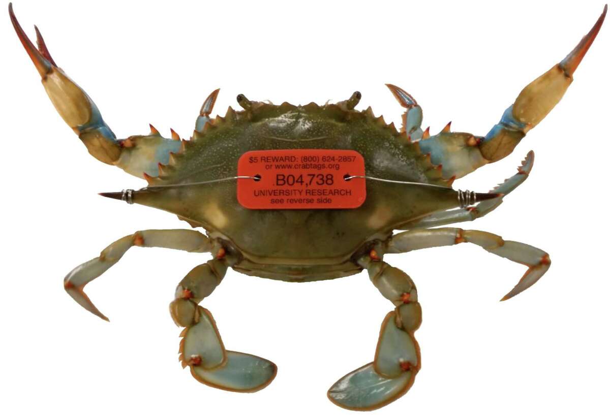 Blue crab tagging program could provide vital information