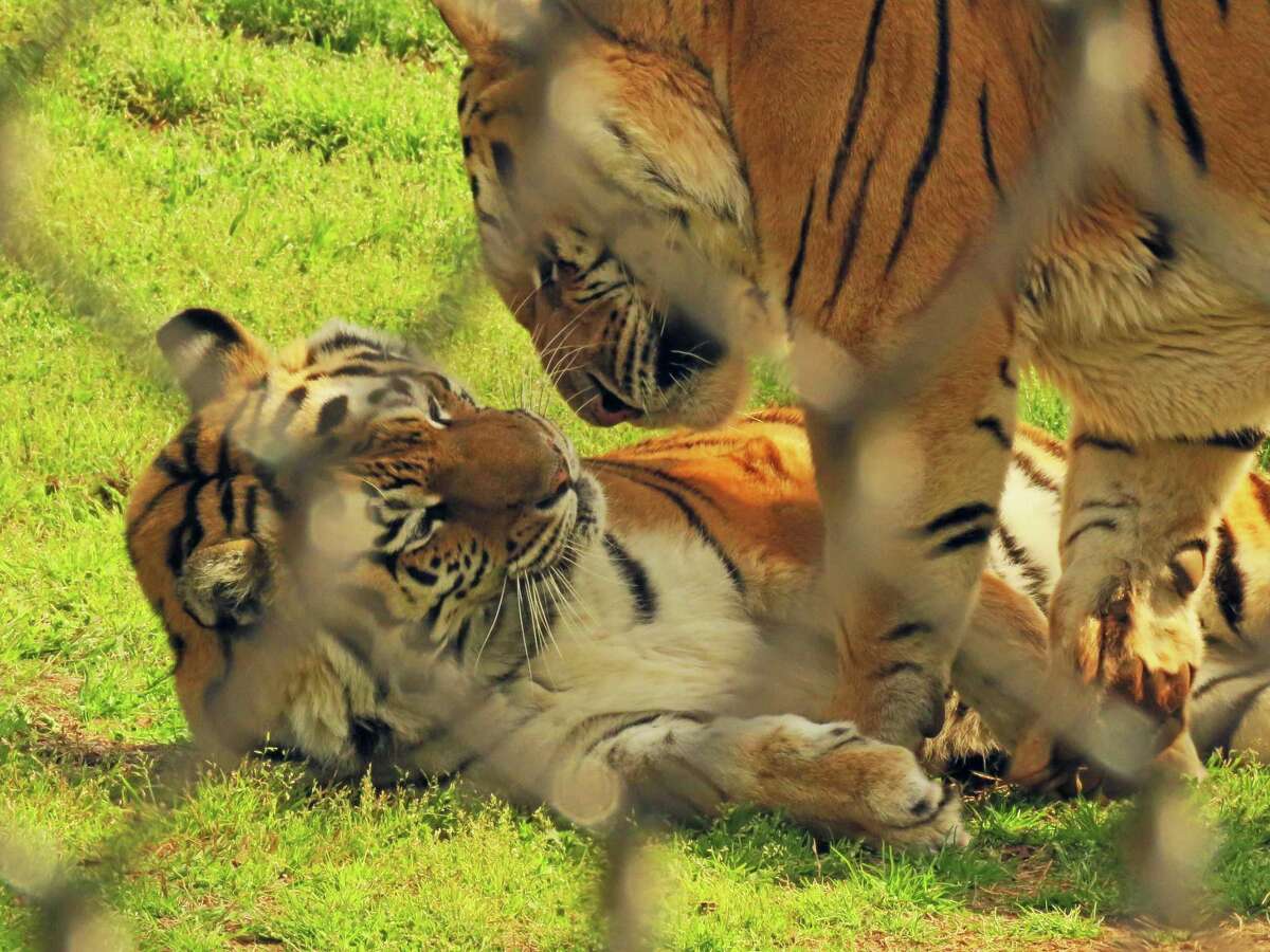 State park just a roar away from sanctuary saving big cats