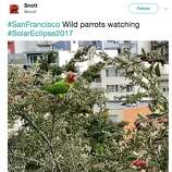 Video, photos capture Telegraph Hill's famous parrots settling into ...