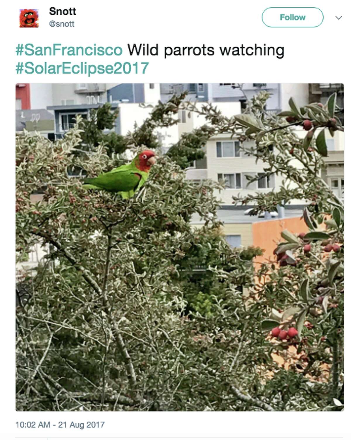 Video, photos capture Telegraph Hill's famous parrots settling into ...