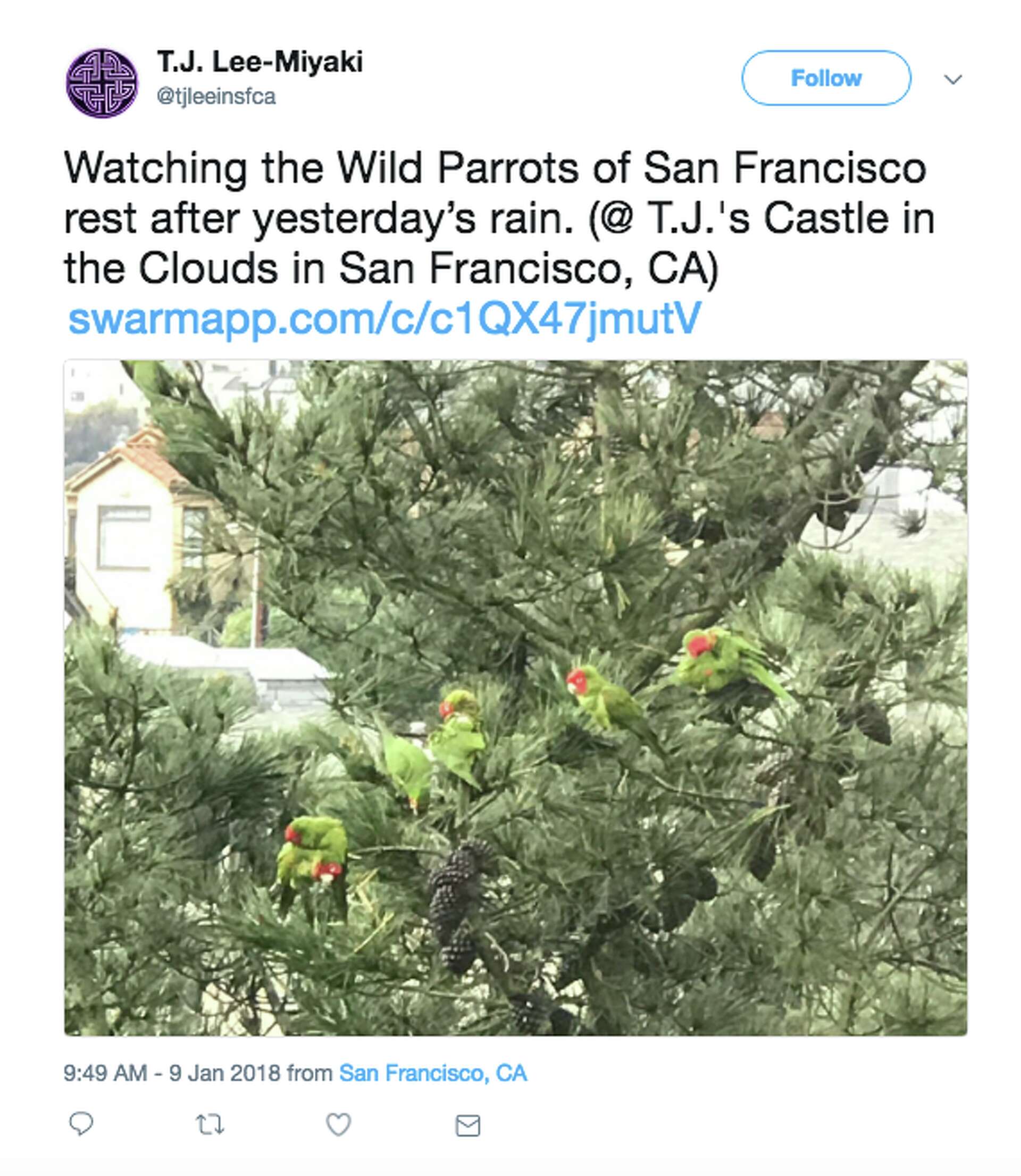 Video, photos capture Telegraph Hill's famous parrots settling into ...