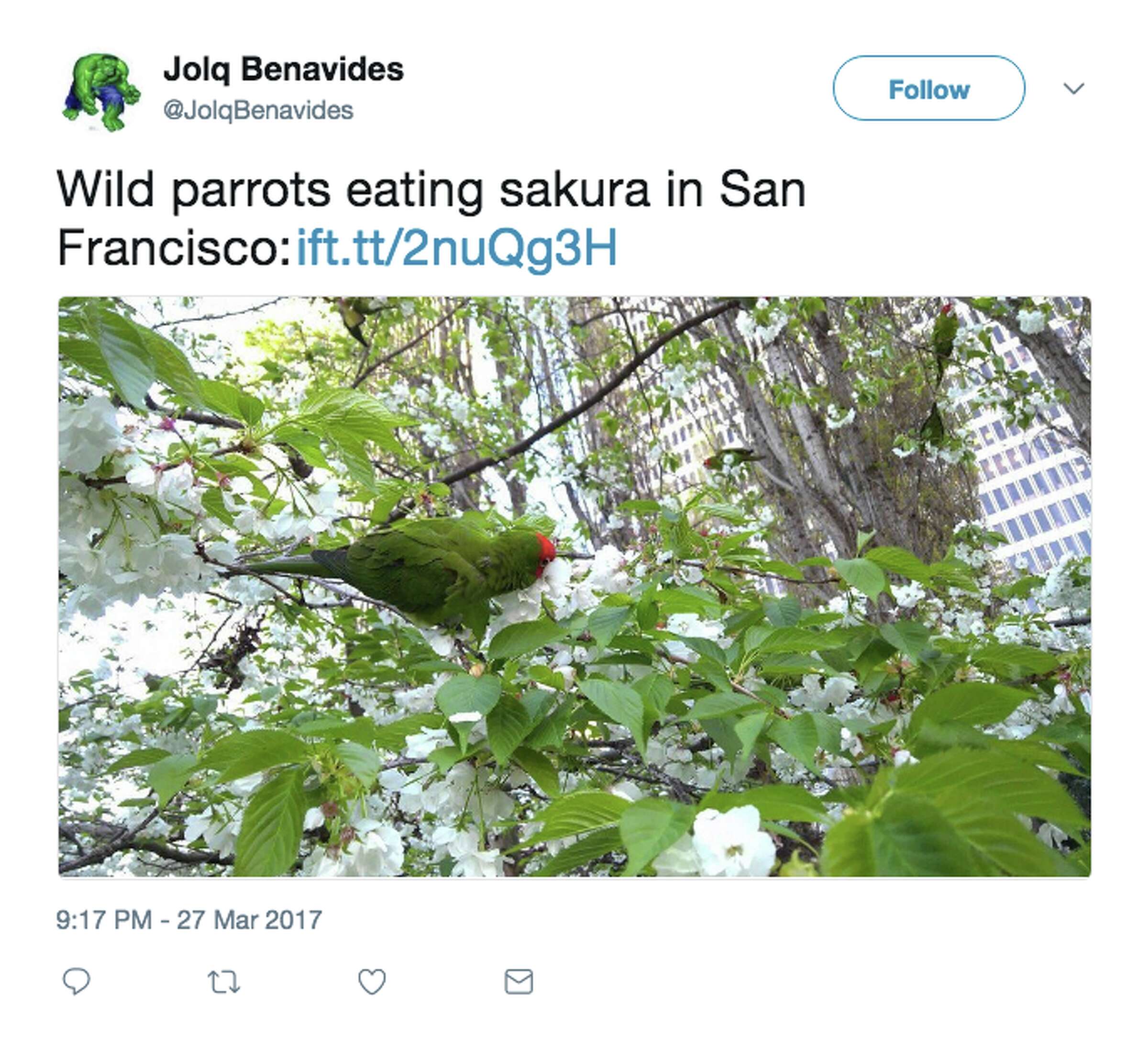 Video, photos capture Telegraph Hill's famous parrots settling into ...