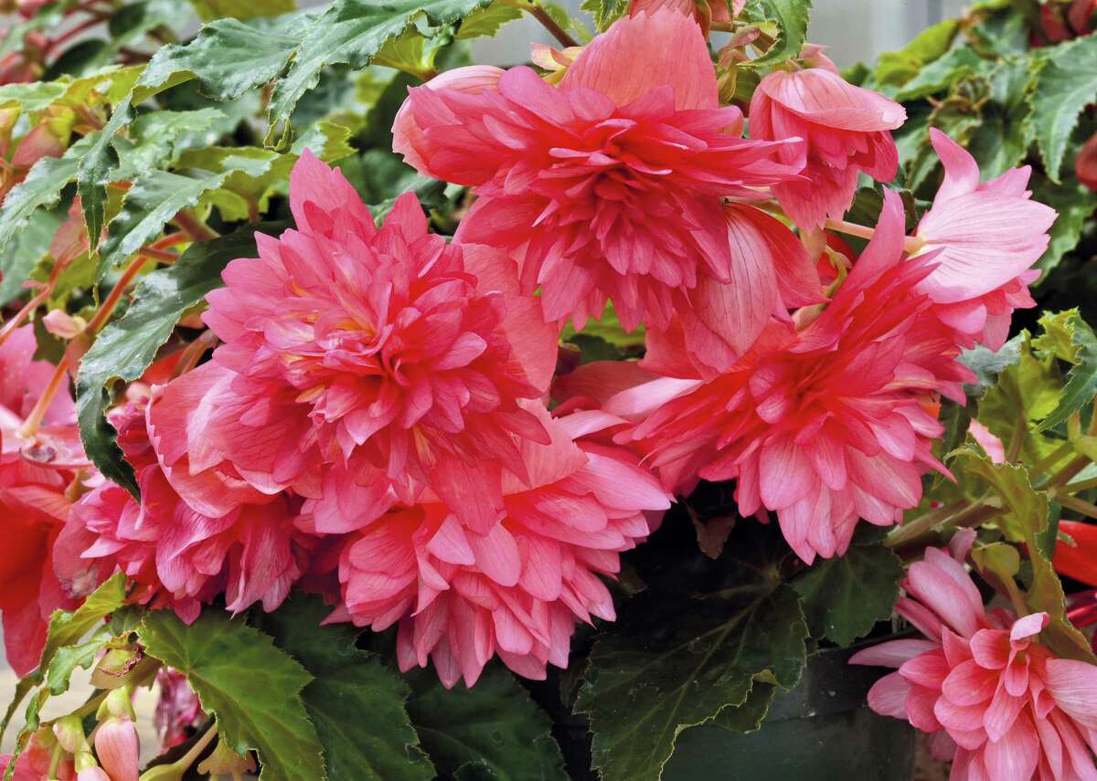 Funky Pink begonia cascades in color