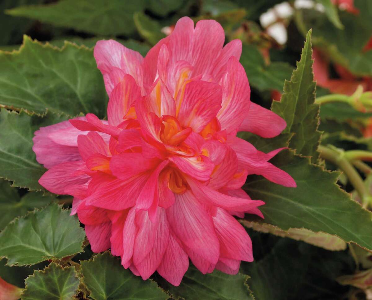 Funky Pink begonia cascades in color