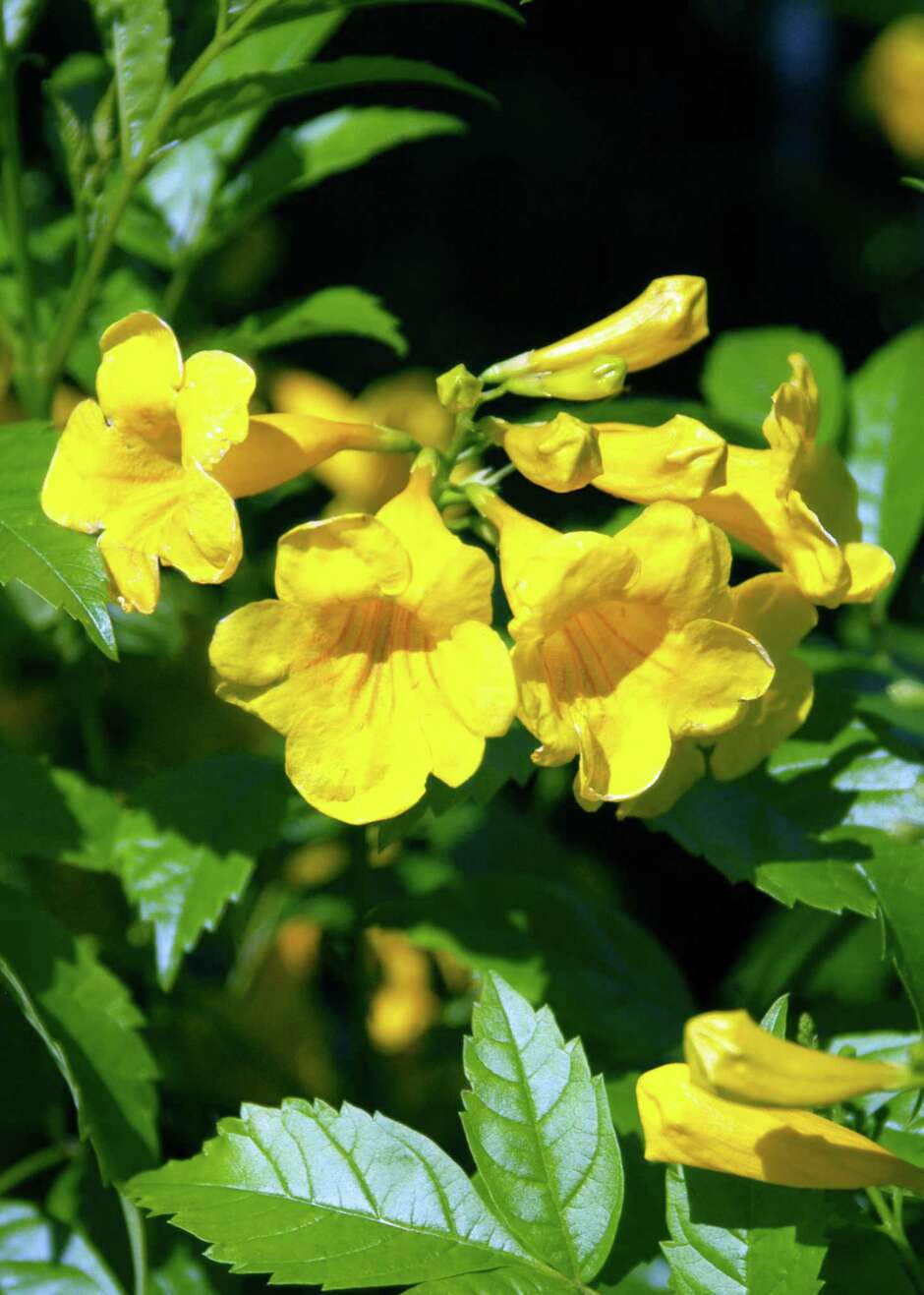Here’s gardening advice for your esperanza bush - HoustonChronicle.com