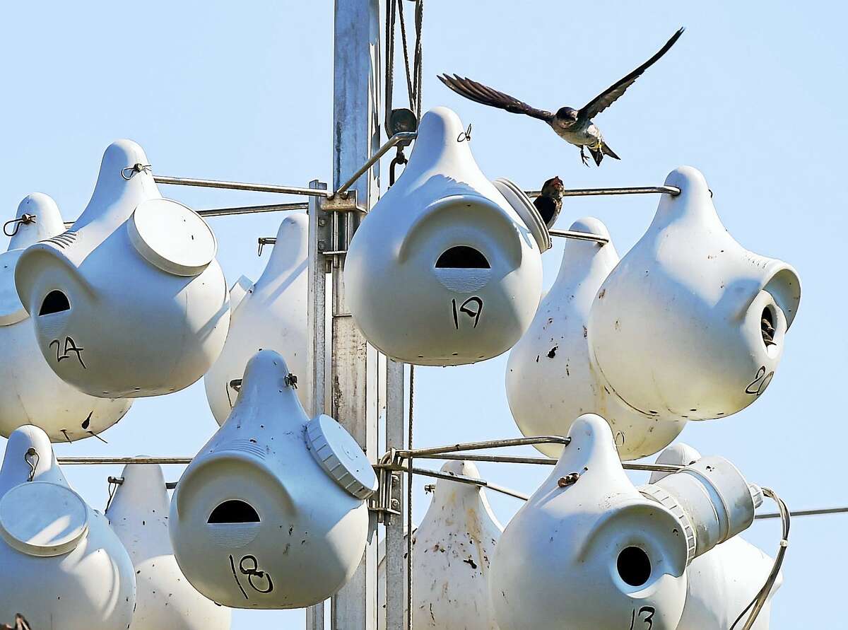 Purple martins are migrating through Houston. Don’t miss the watch party