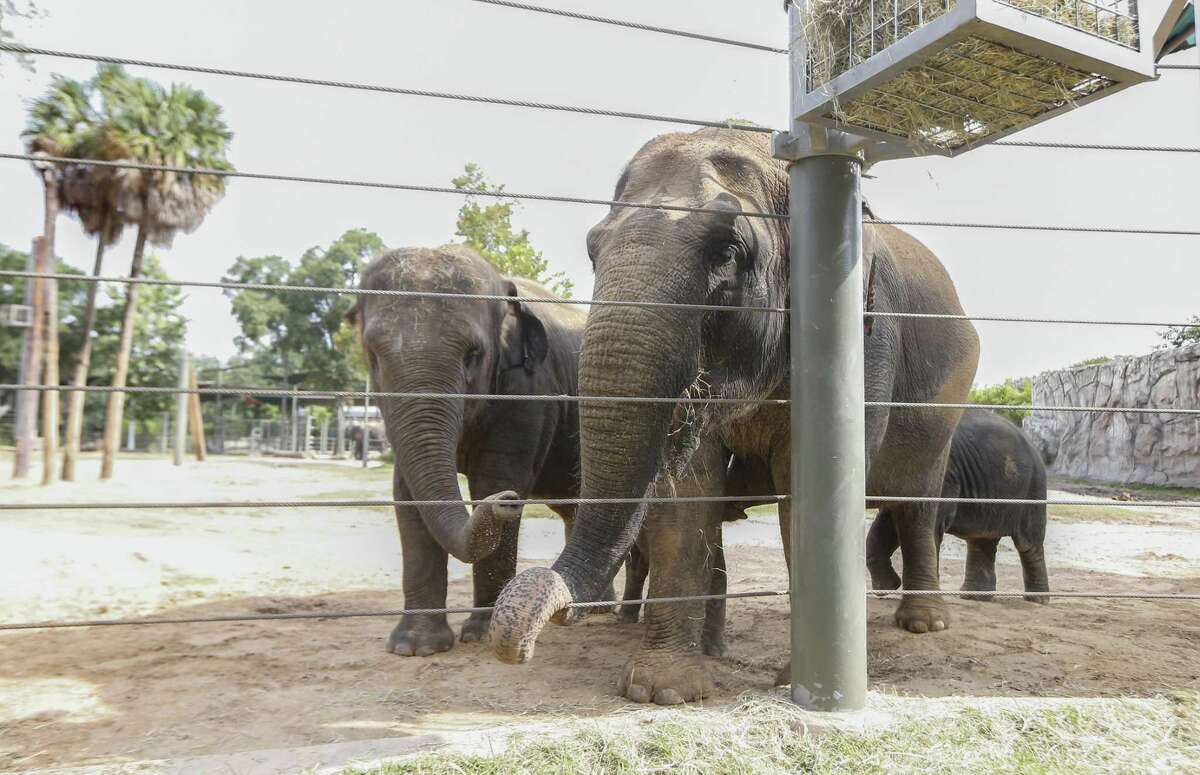 Newborn elephant brings Houston Zoo’s herd to 10, helps save elephants ...