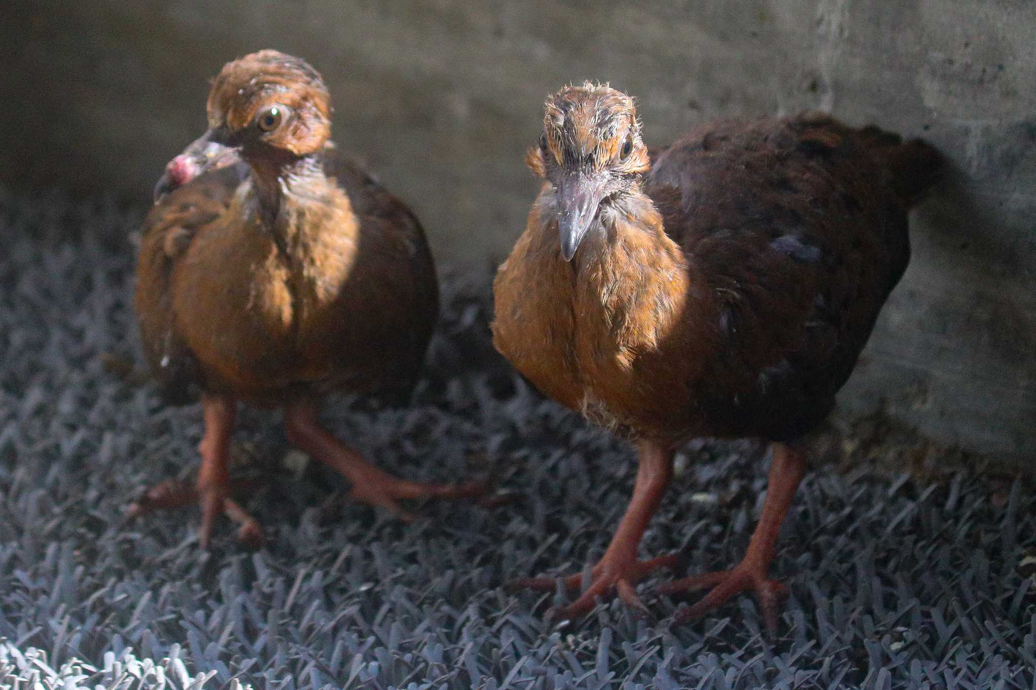 Doves extinct in the wild born at Texas State Aquarium
