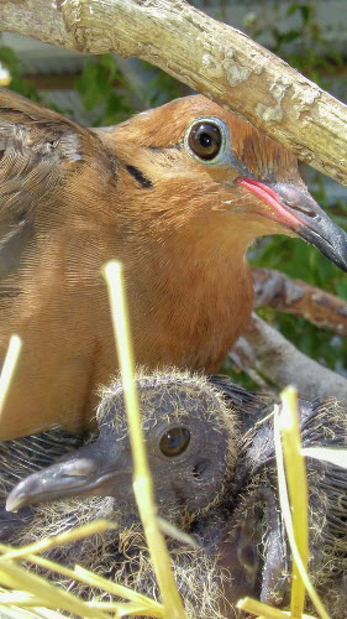 Doves extinct in the wild born at Texas State Aquarium