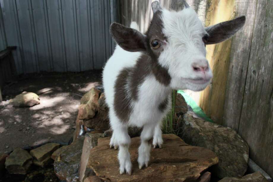Pygmy goats in downtown Tomball may defy neighbors' attempts to oust ...