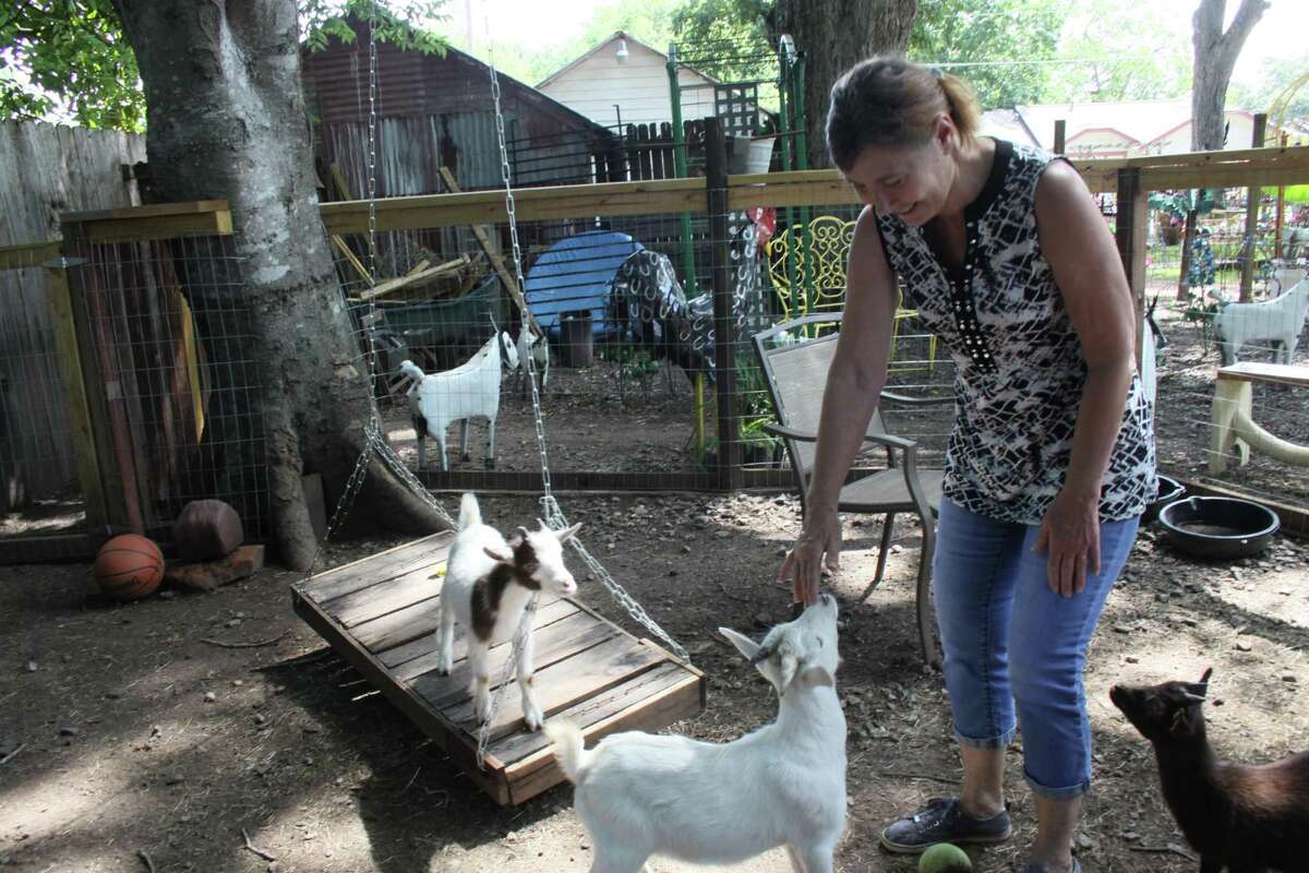 After nearly being ousted, pygmy goats pose for holiday photos